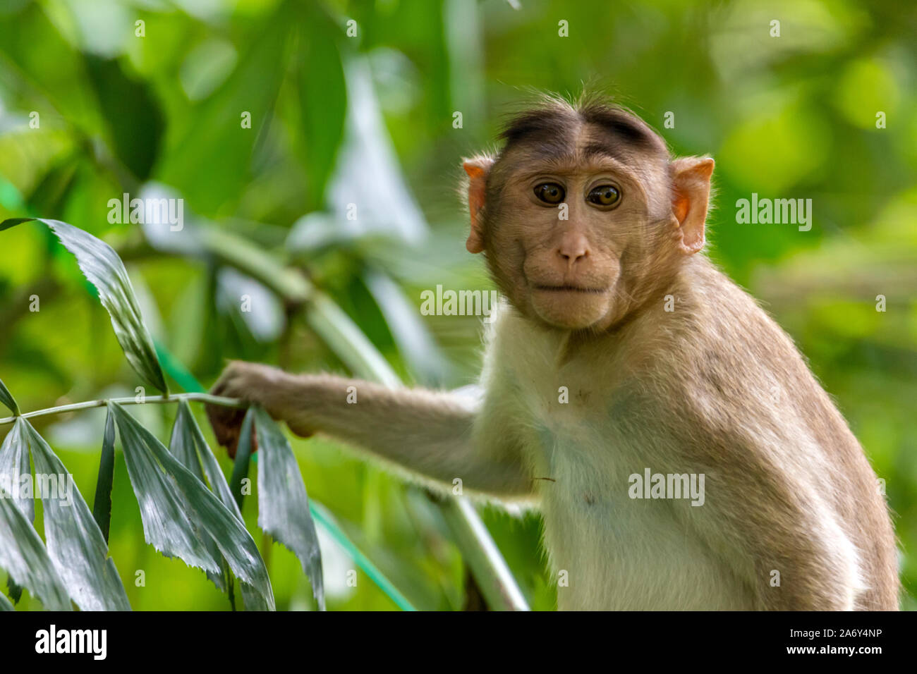 monkey sitting on tree branch in the dark tropical forest in the Sanjay ...