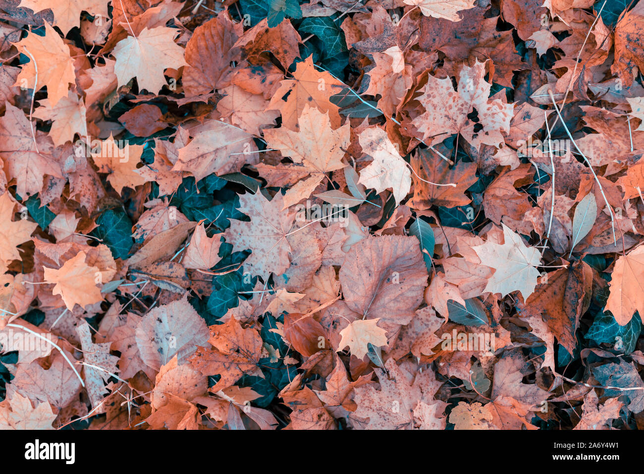 fallen leaves on the ground in the park in autumn for background or ...