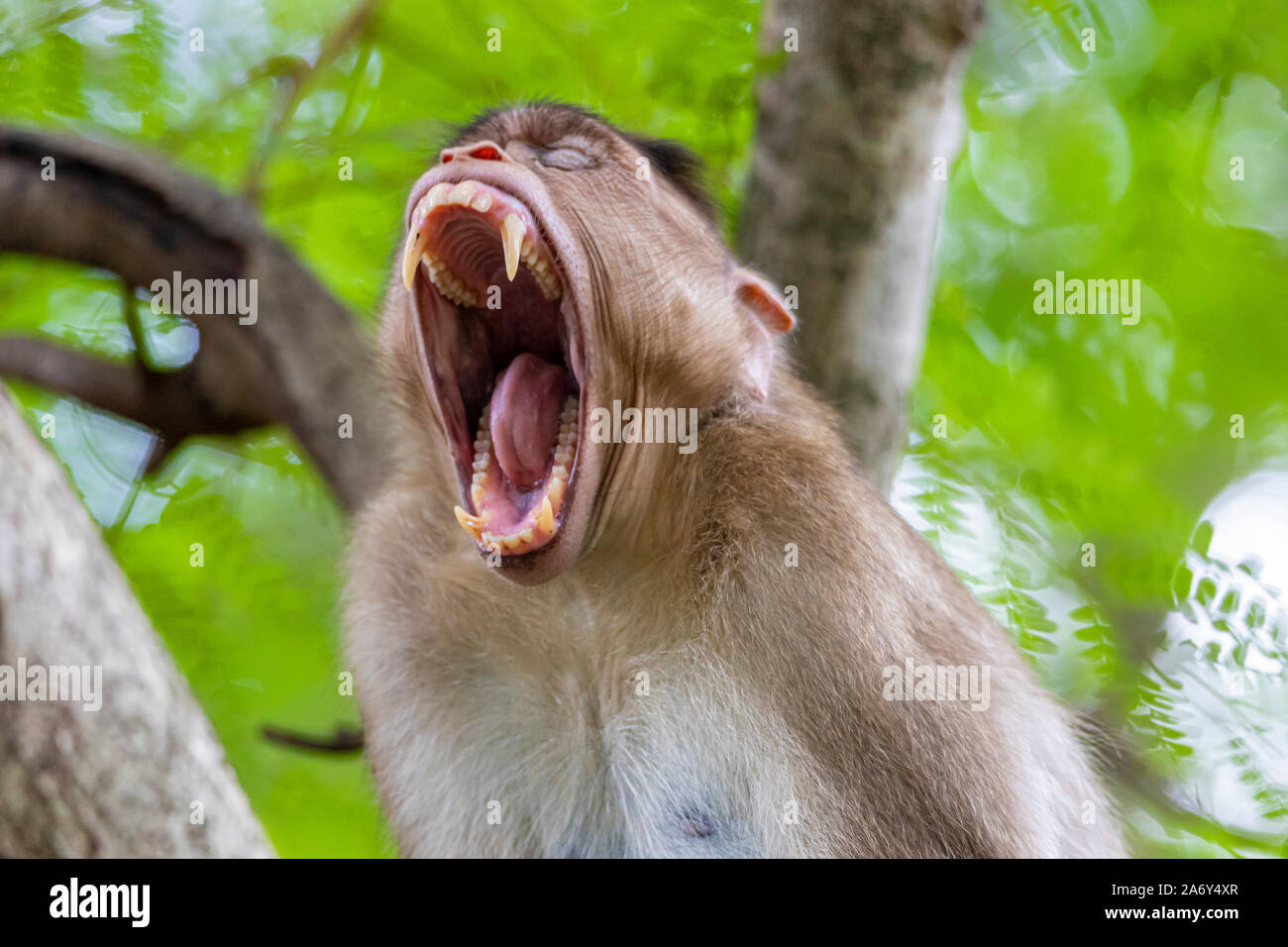 monkey sitting on tree branch in the dark tropical forest in the Sanjay ...