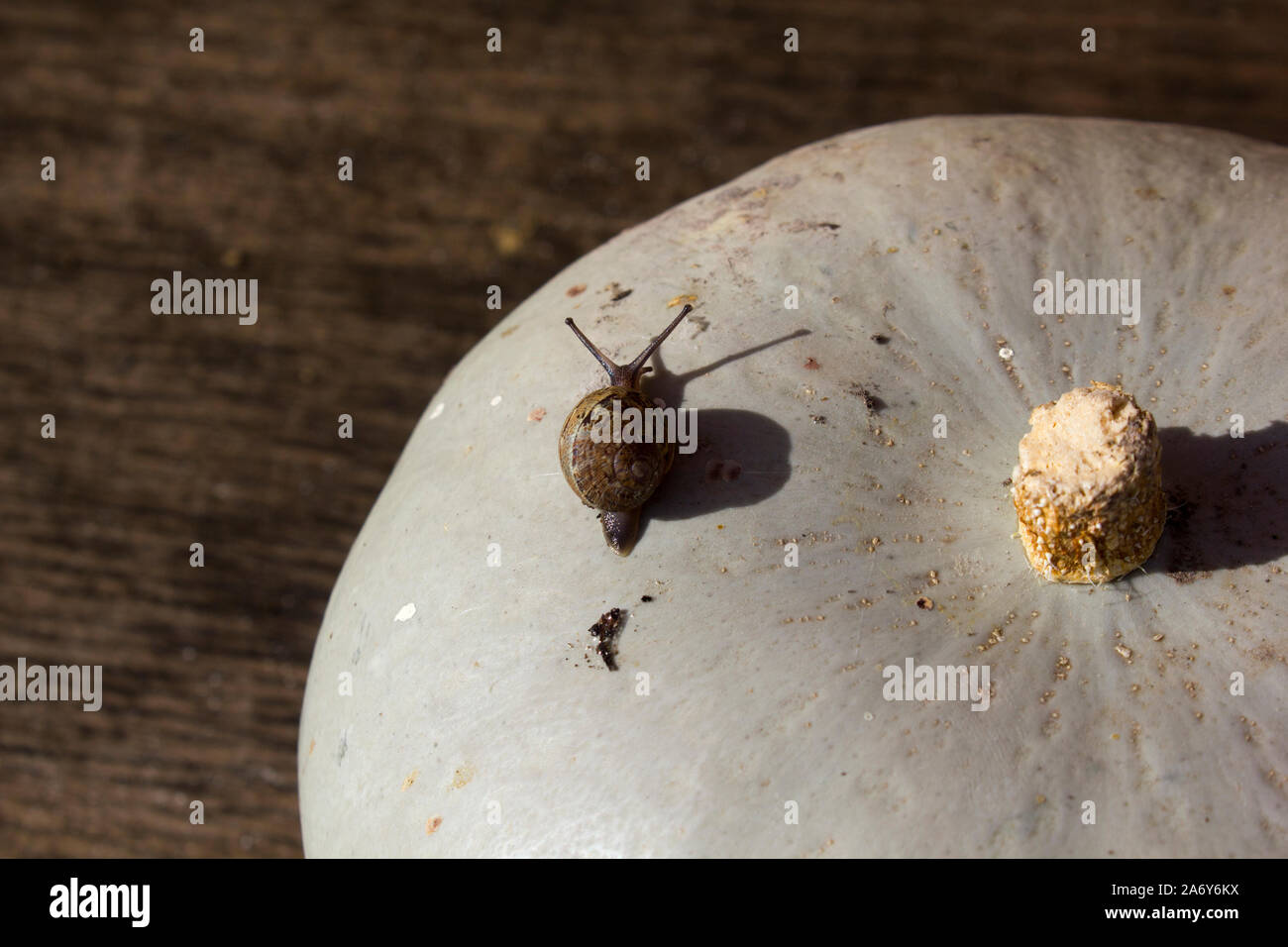 Wart gourd hi-res stock photography and images - Alamy