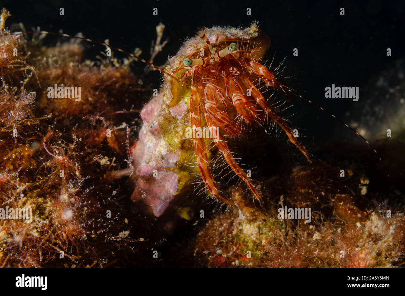 Paguridae hi-res stock photography and images - Alamy