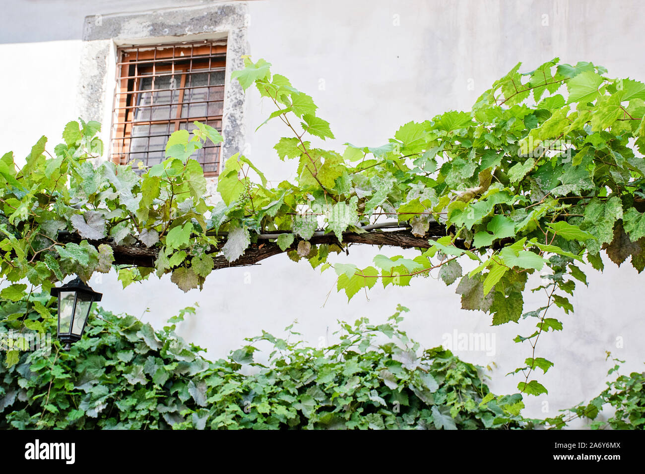 Green grape leaves under the window against white wall in sunny day ...