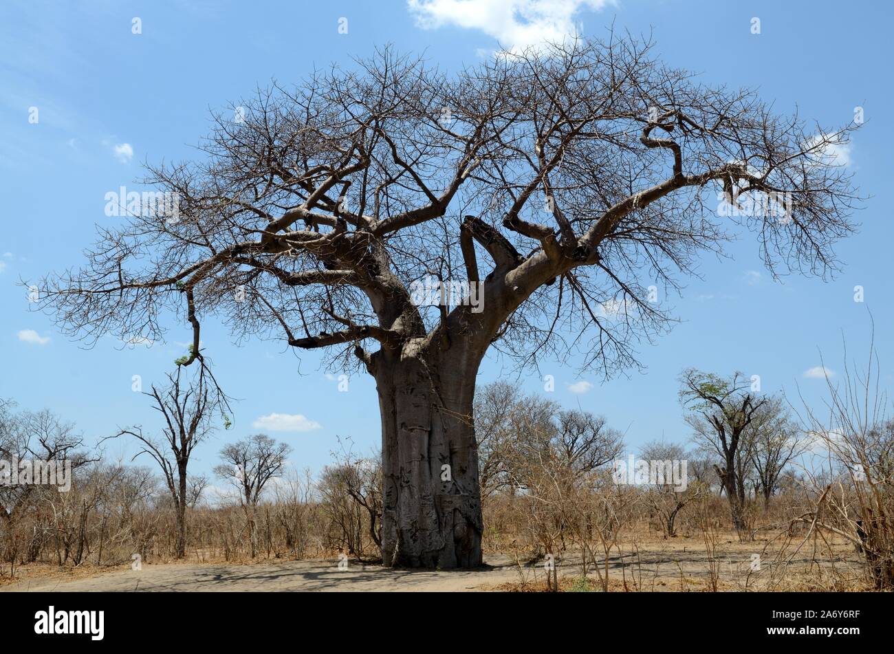 Upside Down Tree High Resolution Stock Photography and Images - Alamy