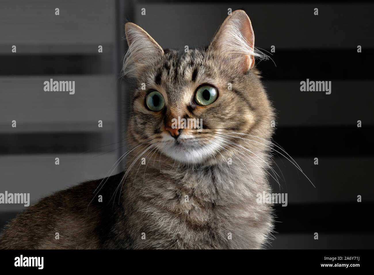 Cute young tabby cat looking at camera Stock Photo - Alamy