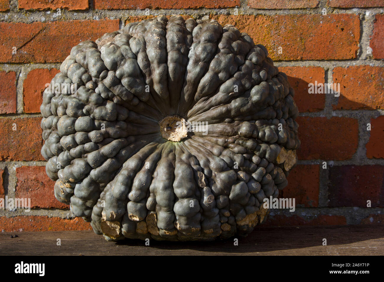An ugly gourd known as a lunch lady gourd in the USA. Grey green and ...