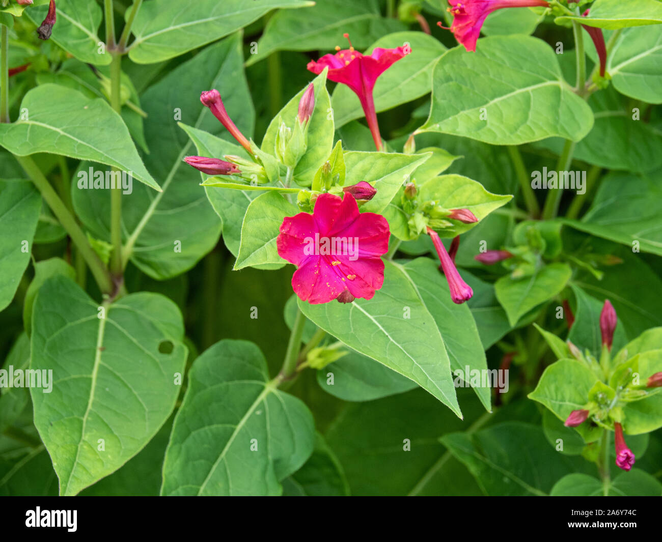 Mirabilis jalapa hi-res stock photography and images - Alamy