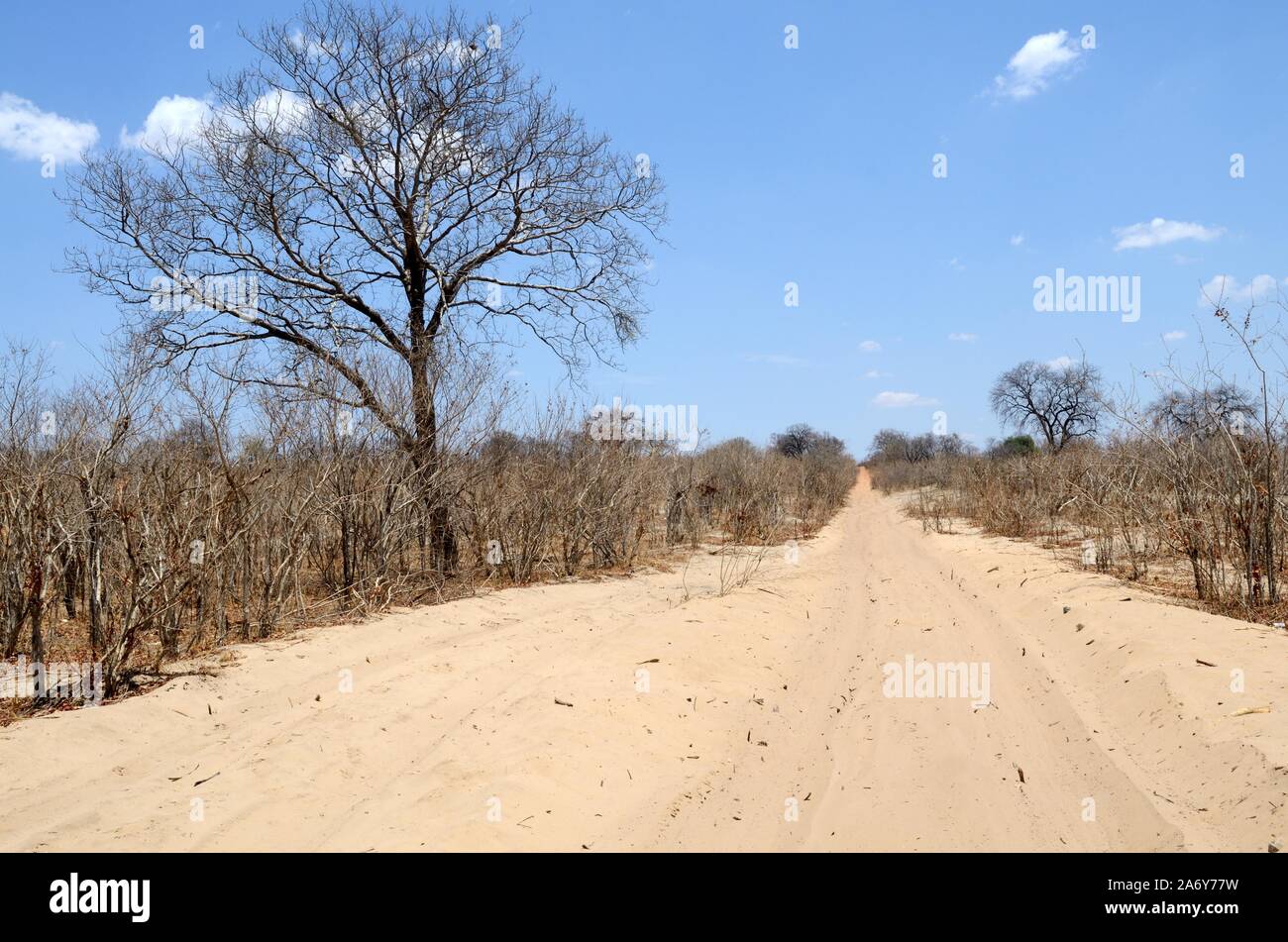 Chobe forest reserve hi-res stock photography and images - Alamy
