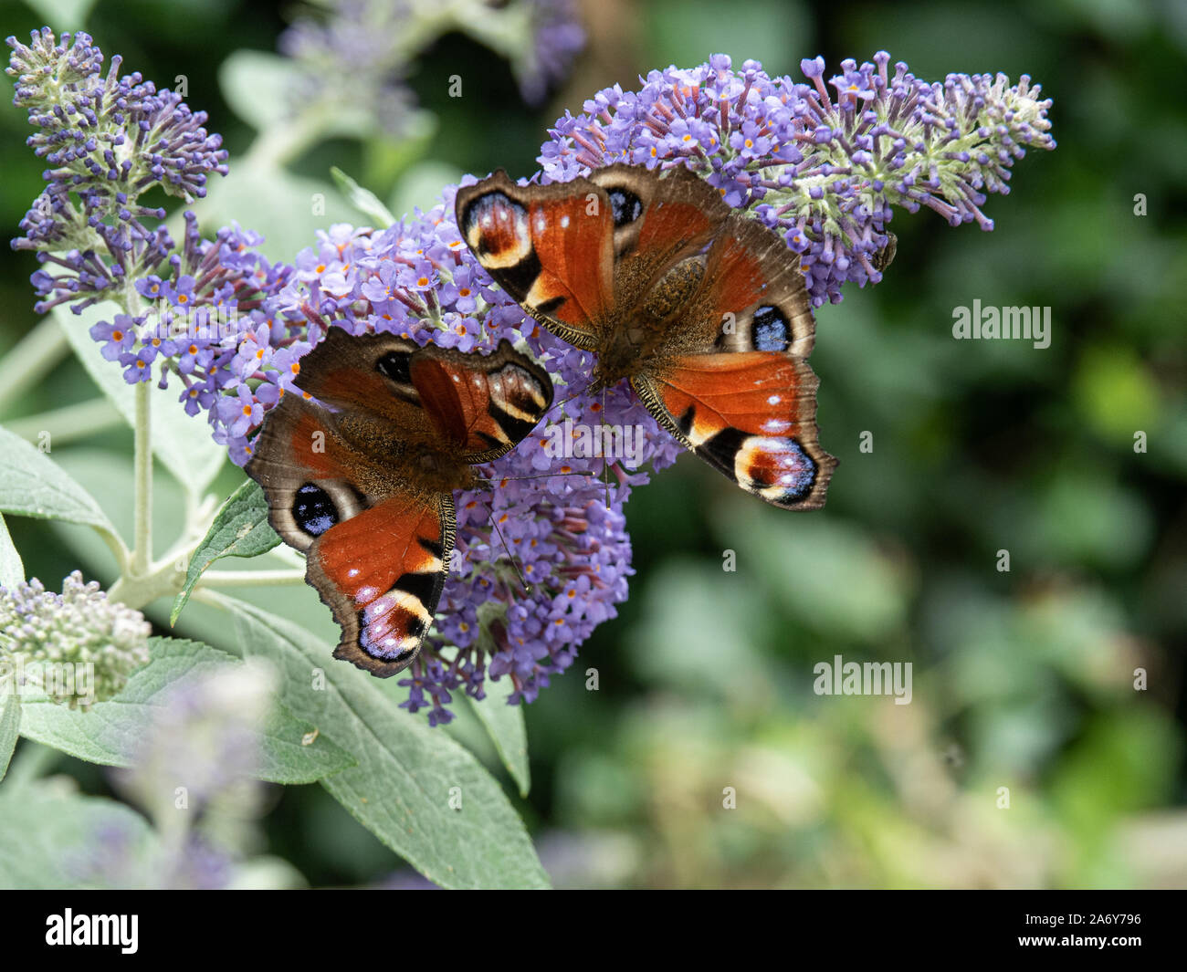 Open wing butterfly hi-res stock photography and images - Alamy