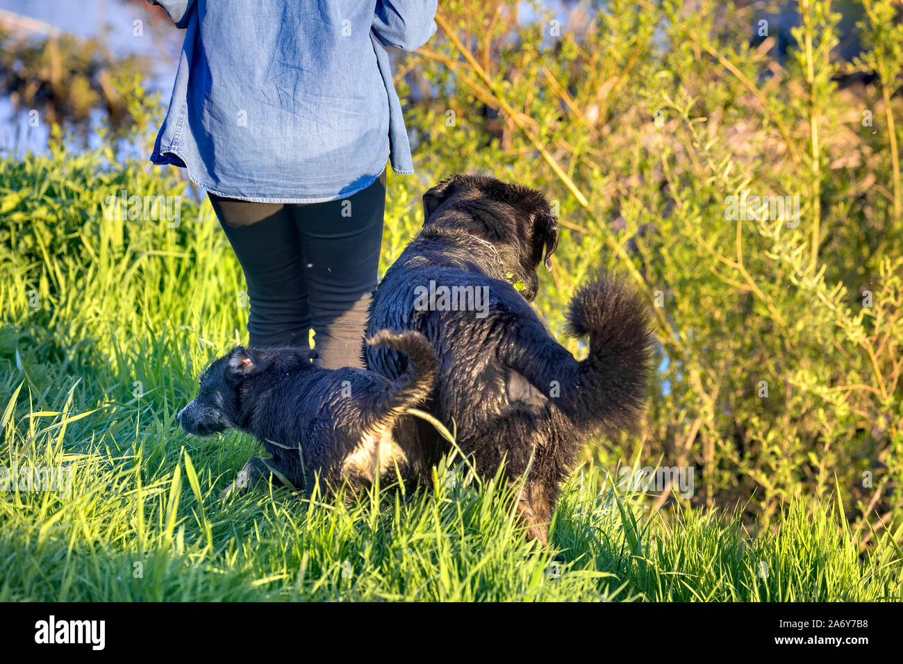 Woman with her three dogs Stock Photo - Alamy