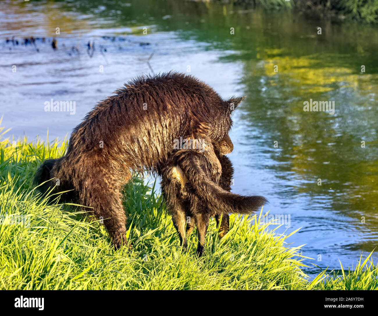 Two dogs playing german shepherd hi-res stock photography and images ...