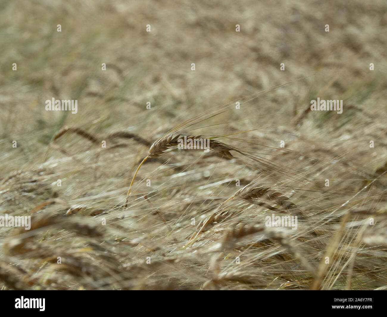 Barley ear hi-res stock photography and images - Alamy