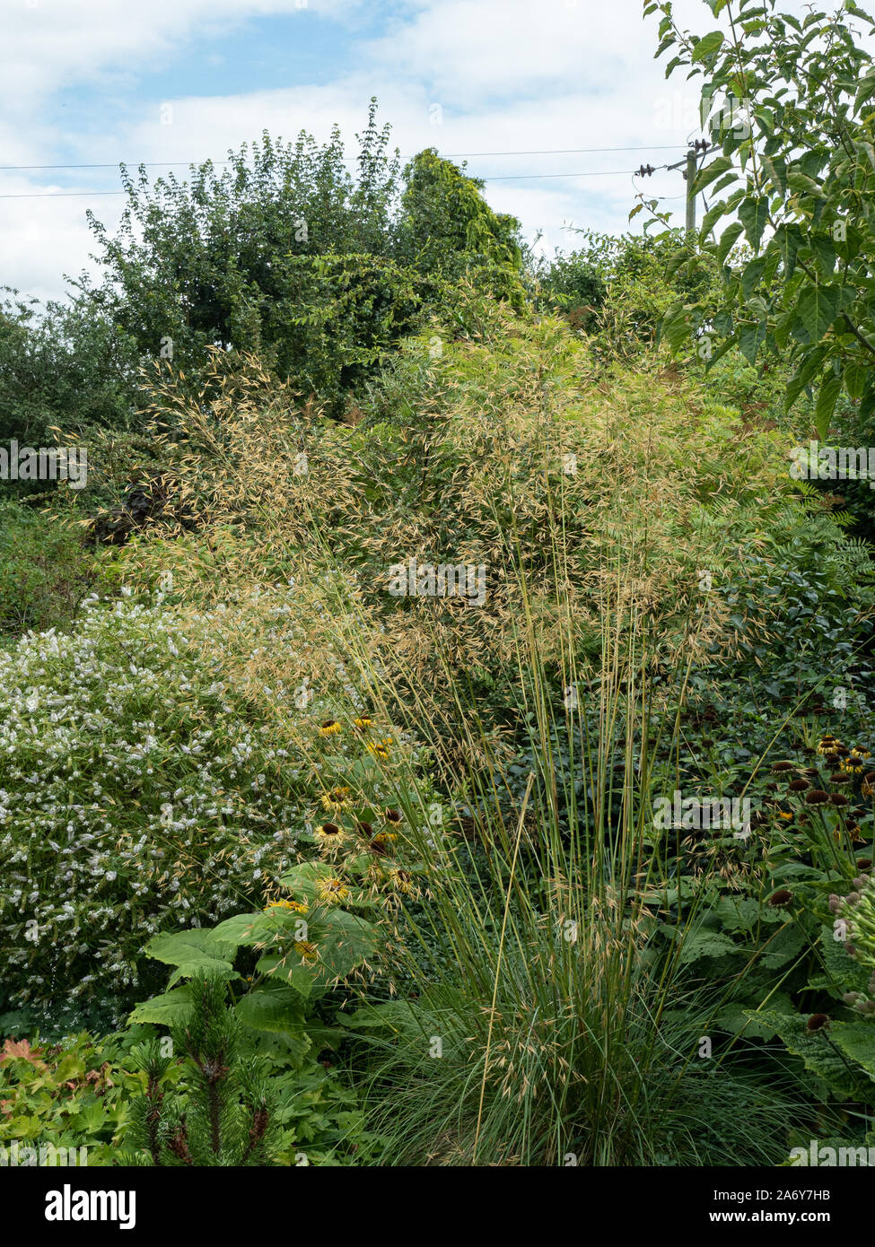 The golden seed heads of Stipa gigantea against the background of a ...