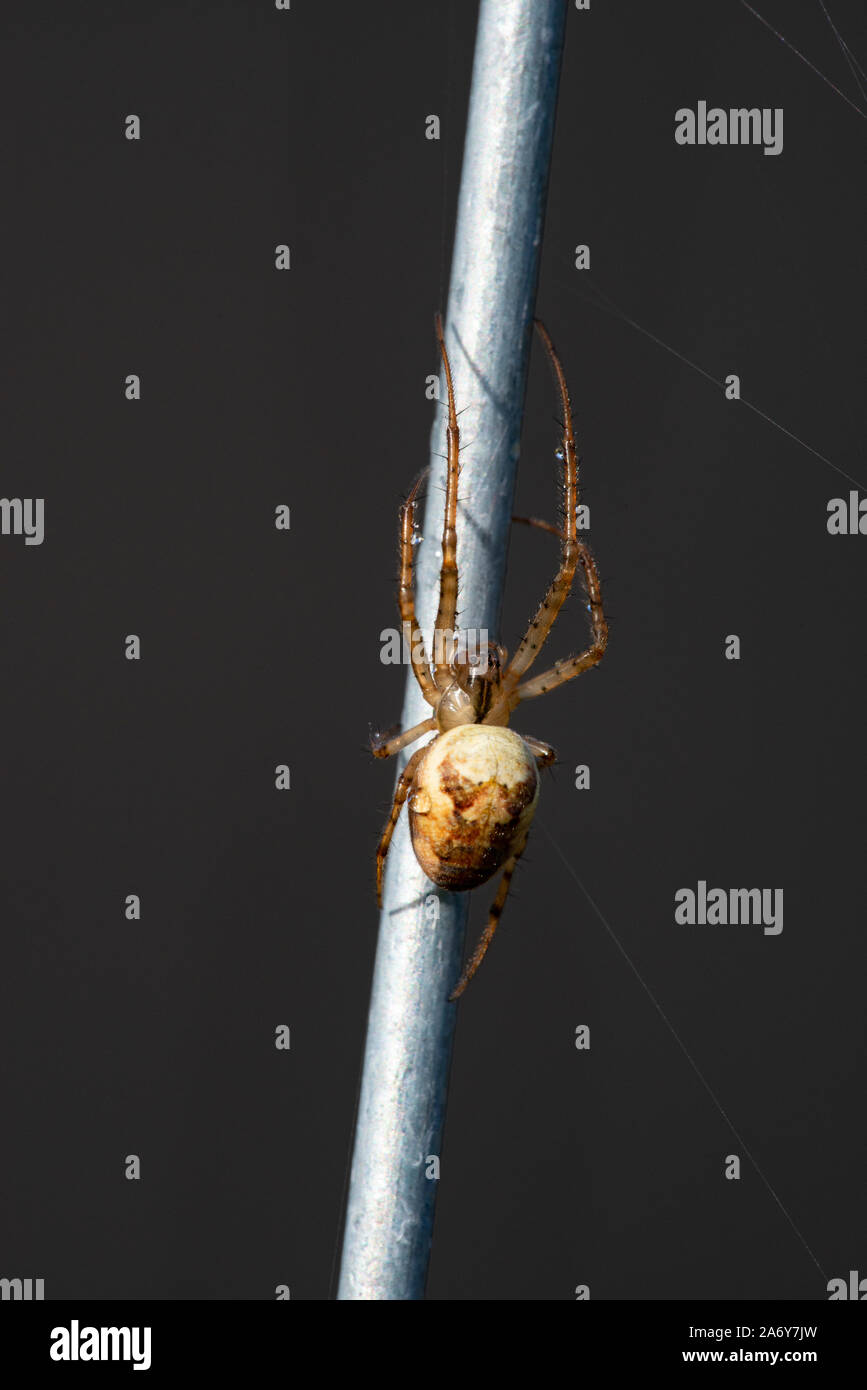 Common Orb Weaver Spider (aka Orb Stretch Spider, Autumn Spider, Lesser ...