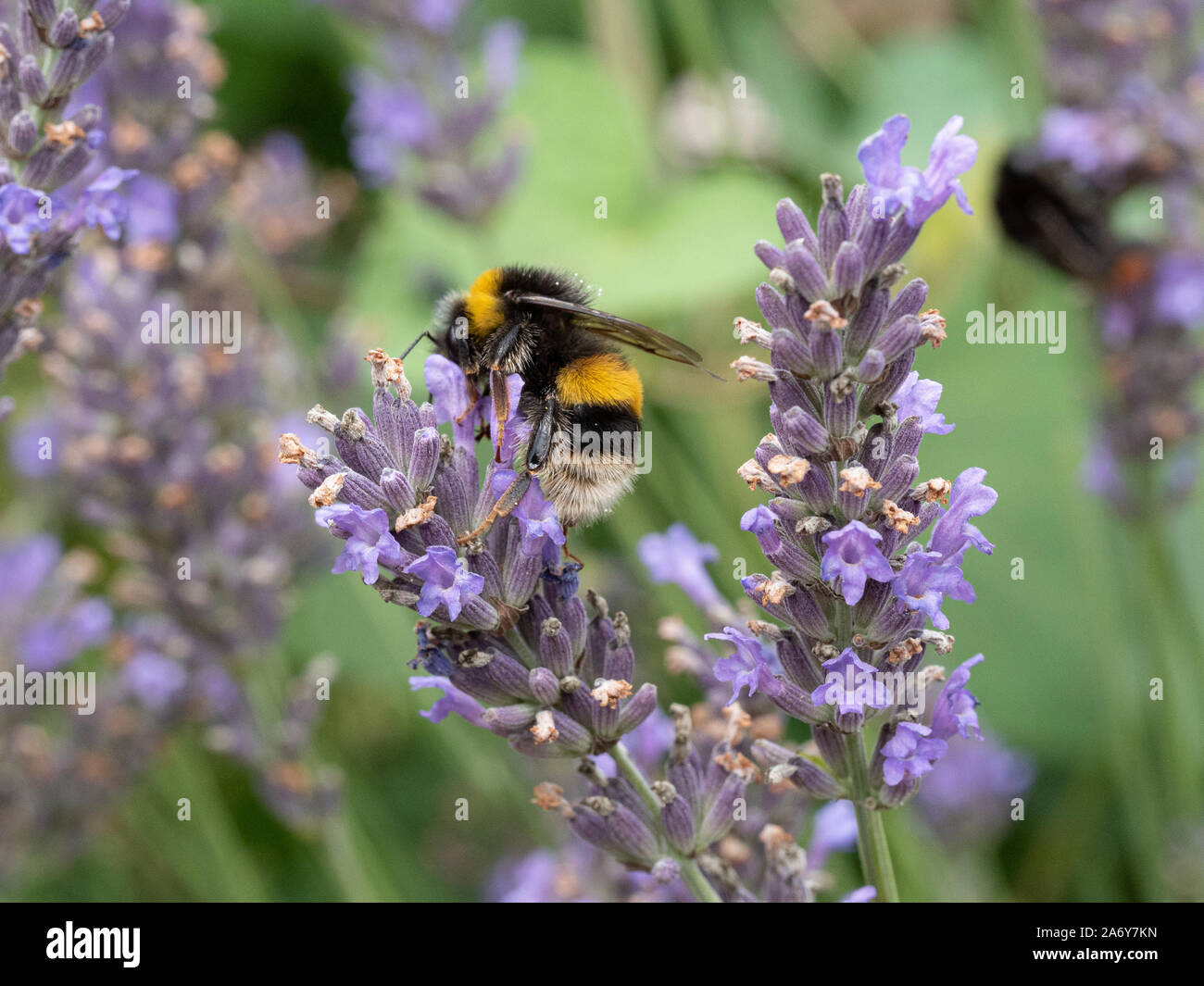 A close up of a white tailed bumble bee feeding on a lavender spike ...
