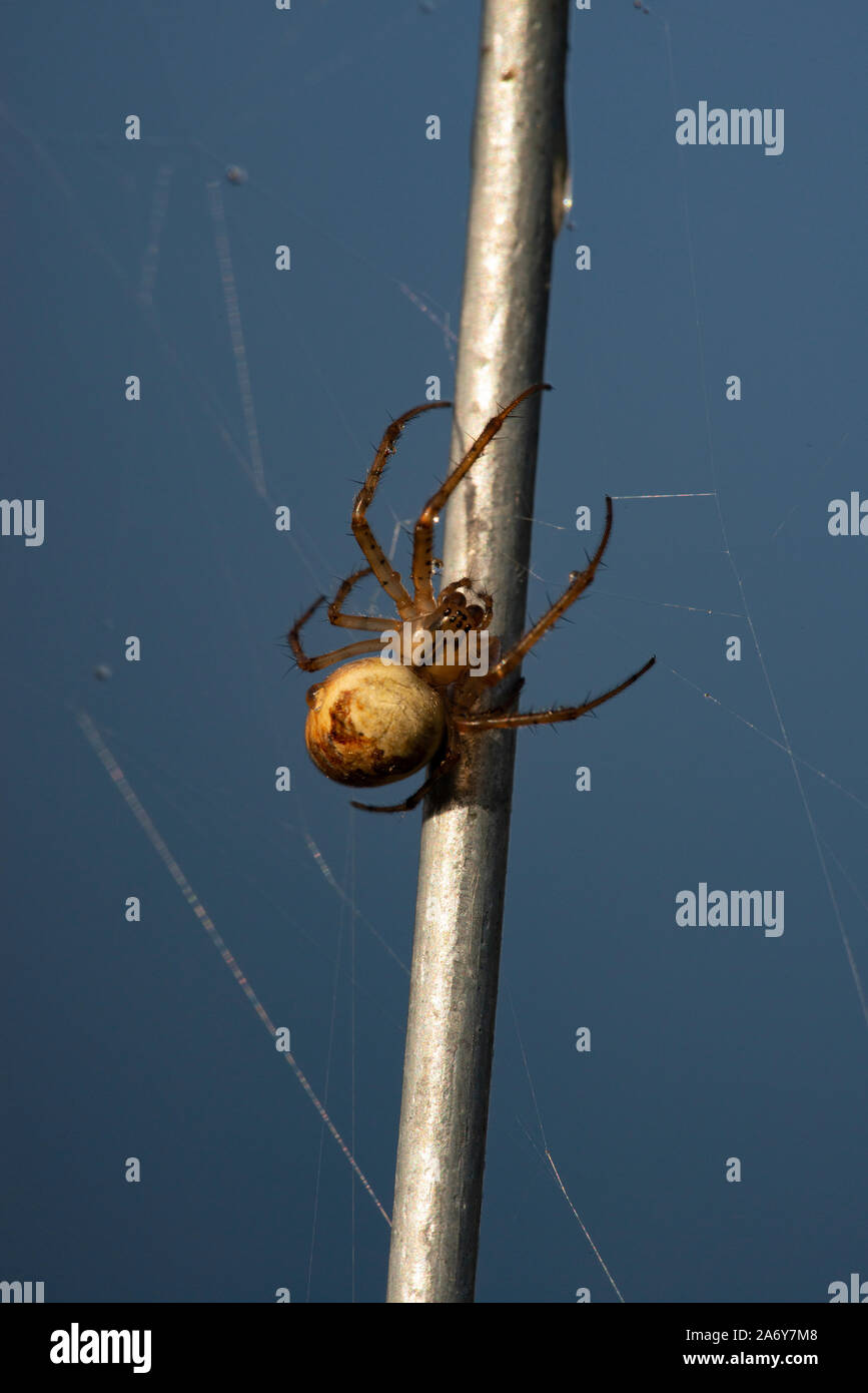 Common Orb Weaver Spider (aka Orb Stretch Spider, Autumn Spider, Lesser ...