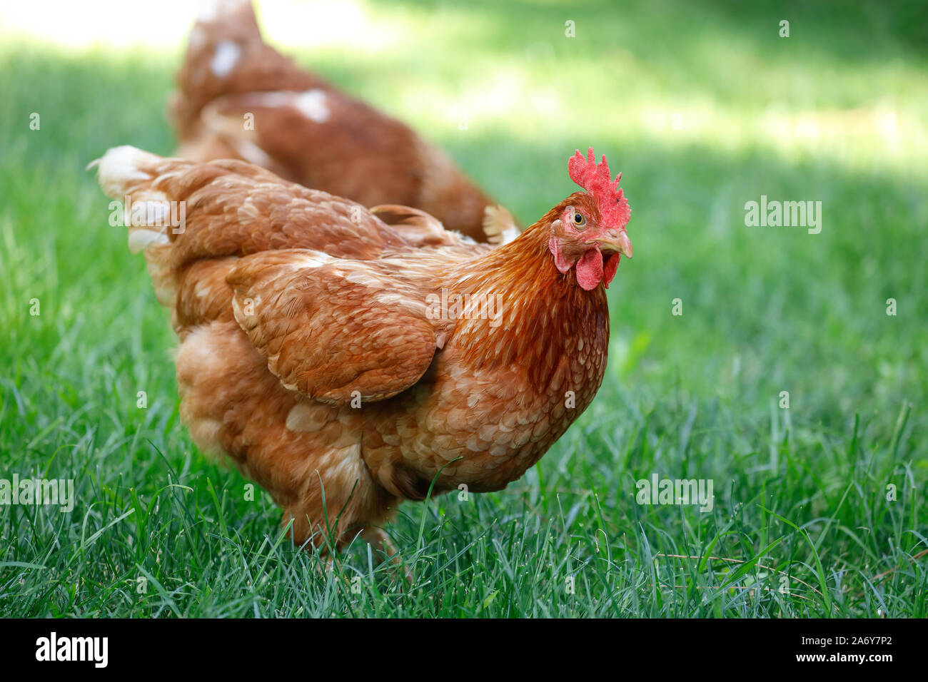 Free range chicken gathering, on the grass Stock Photo - Alamy