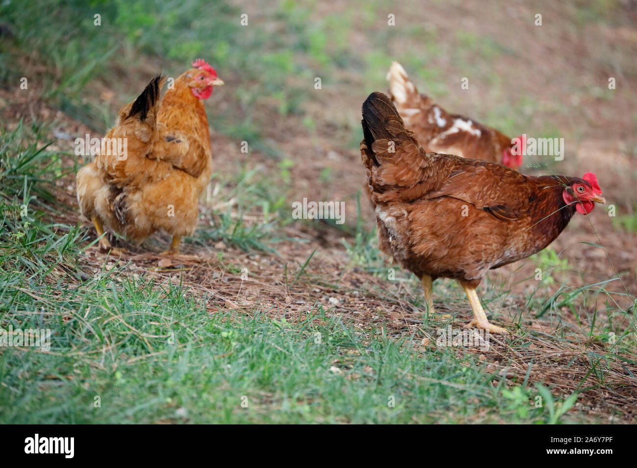 Free range chicken gathering, on the grass Stock Photo - Alamy