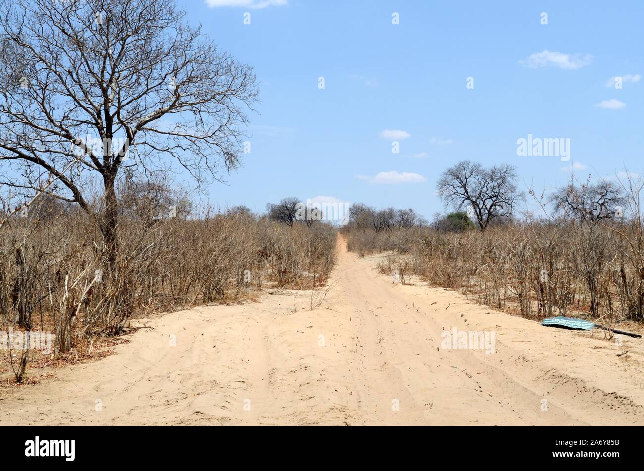 Sand road through Chobe Forest Reserve Chobe national park Botswana ...