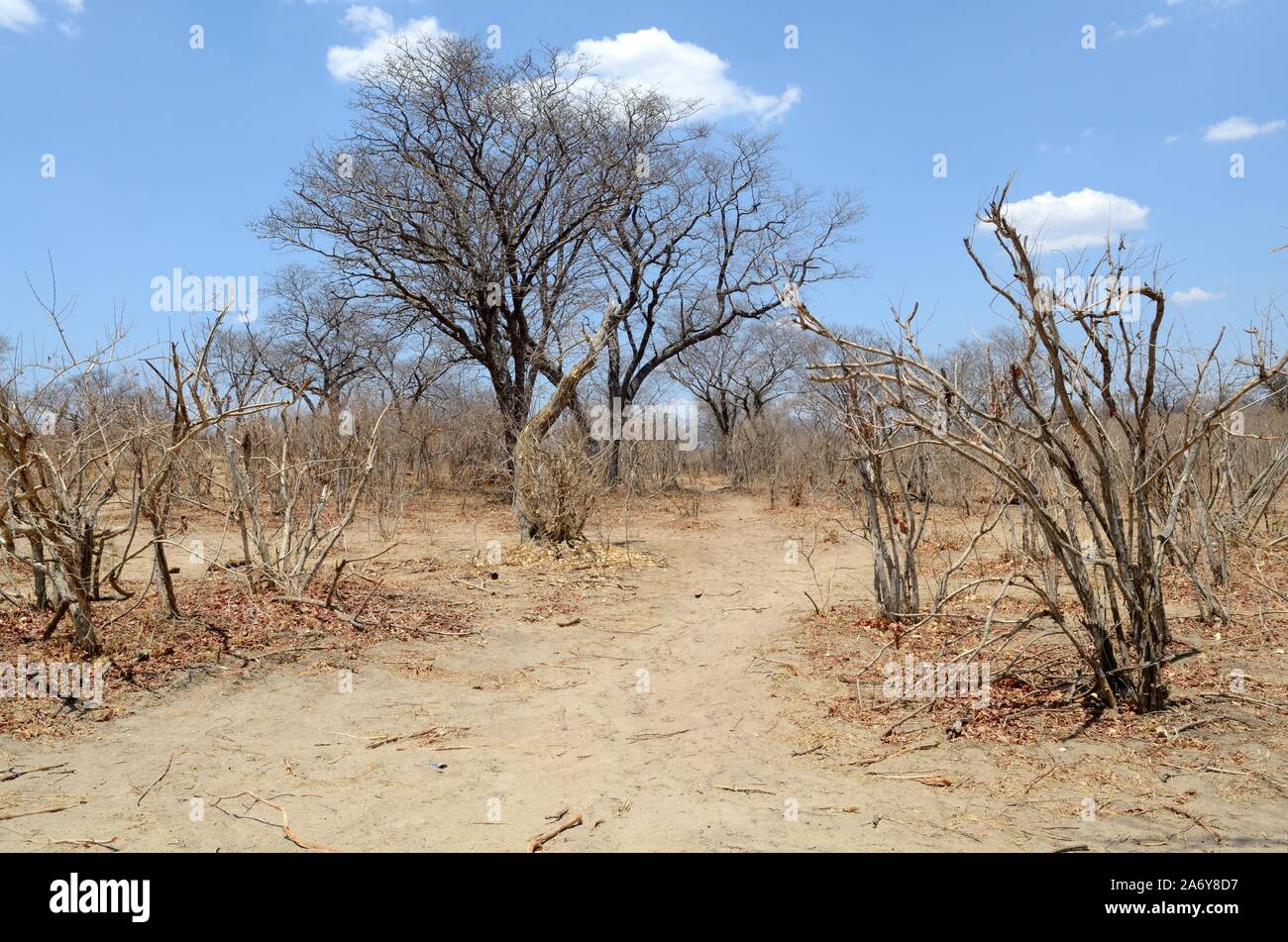 Road forest africa not bike not coastal hi-res stock photography and ...