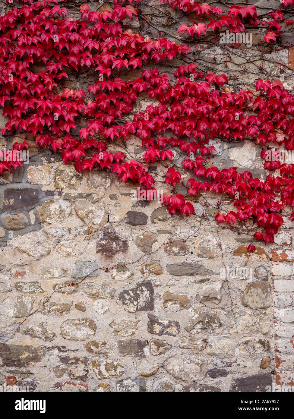 Autumn Red Leaves Foliage on a stone brick background Stock Photo - Alamy