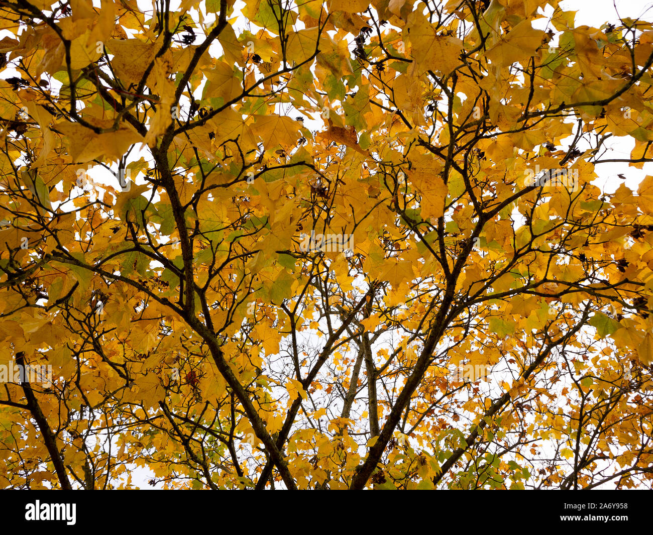 Leaves turning Yellow in Autumn / Fall Season Stock Photo - Alamy