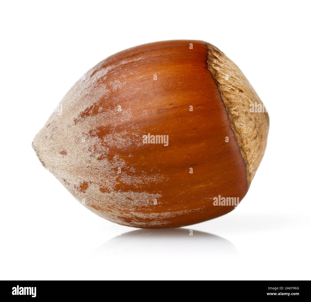 Hazel tree single hi-res stock photography and images - Alamy