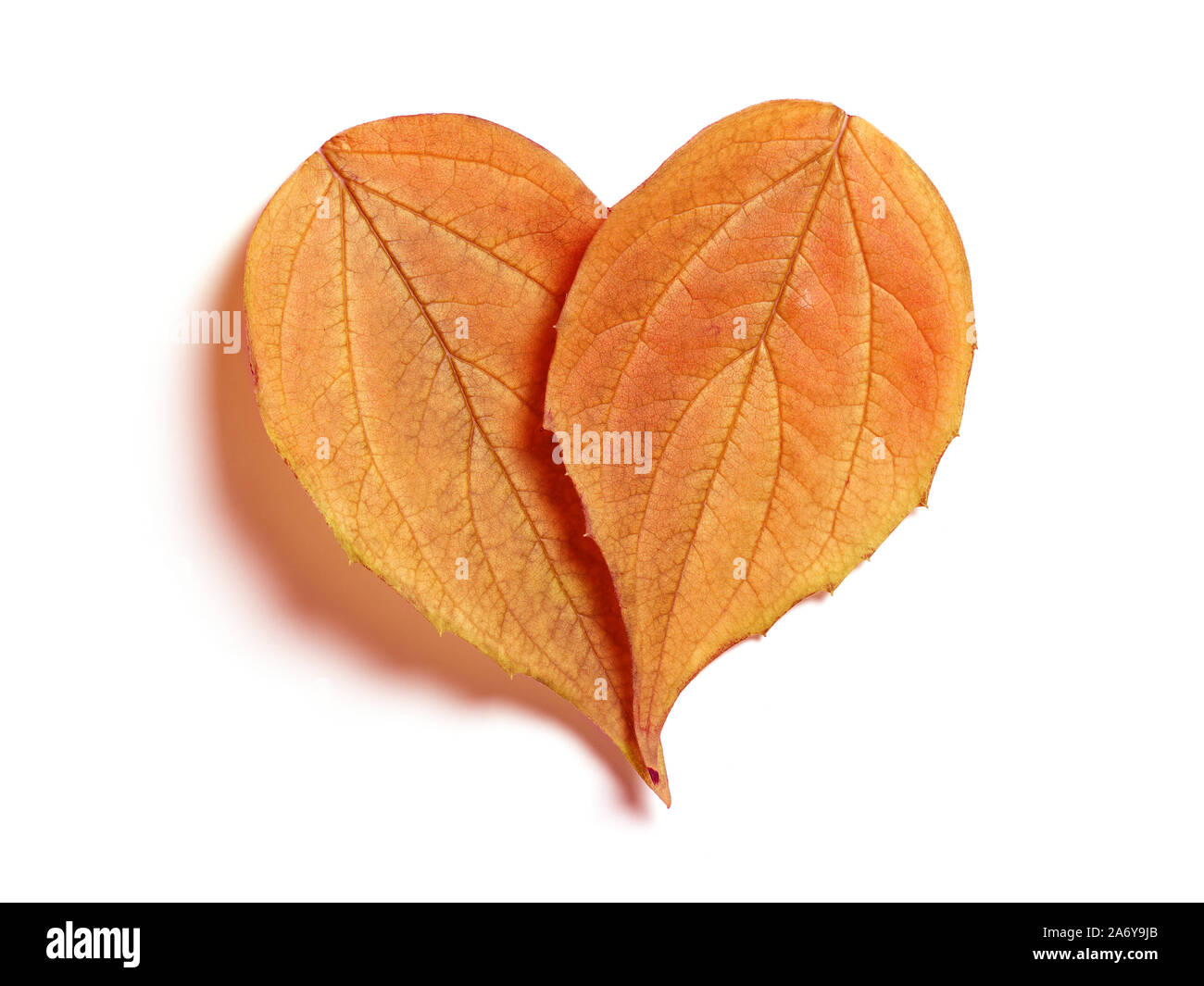 Heart shaped ivy leaf Cut Out Stock Images & Pictures - Alamy