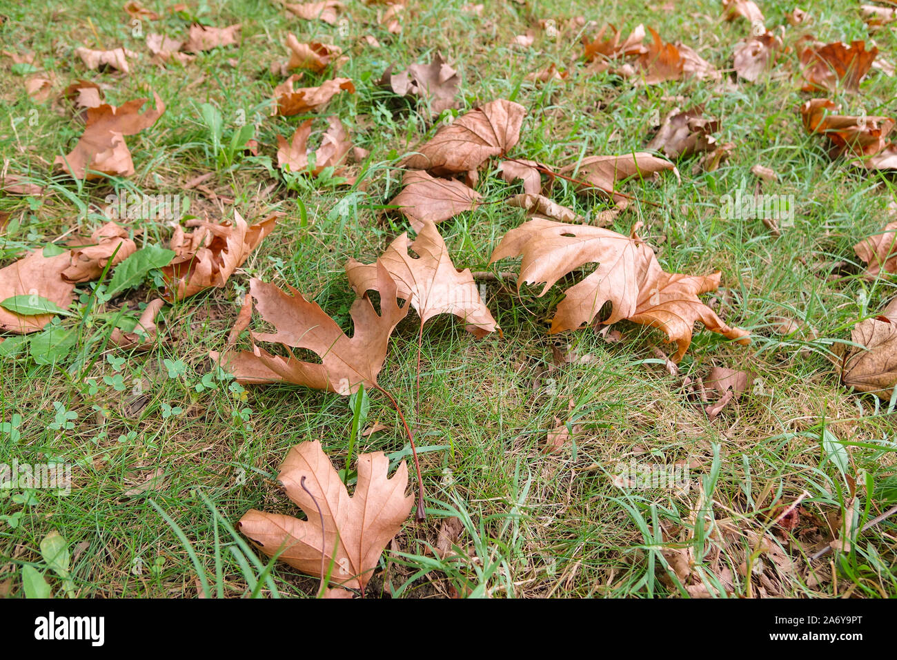 Background of fallen colourful plane tree leaves Stock Photo - Alamy