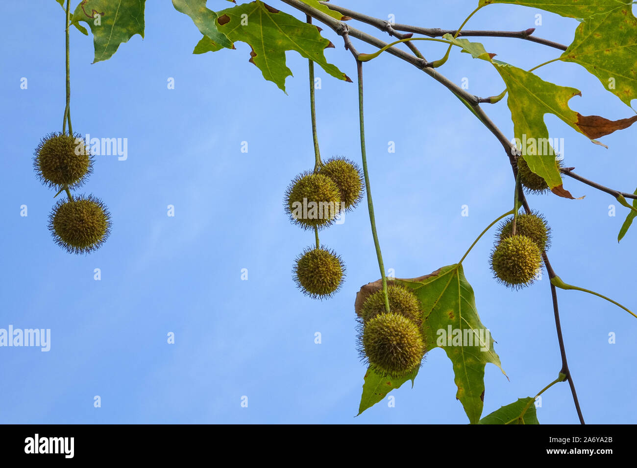 Plane tree leaves and seeds in front of blue sky Stock Photo - Alamy