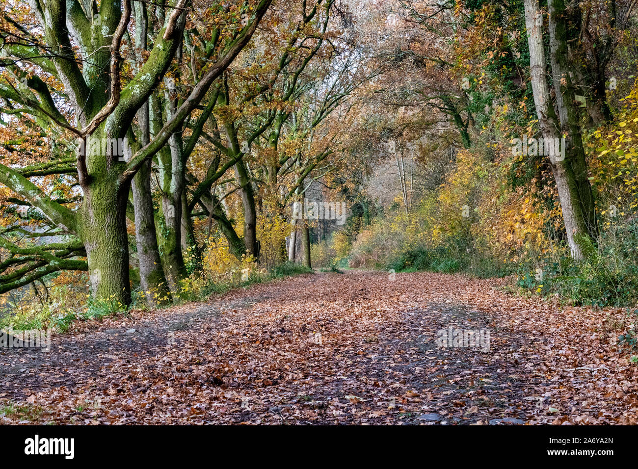 Trees along road in arch hi-res stock photography and images - Alamy
