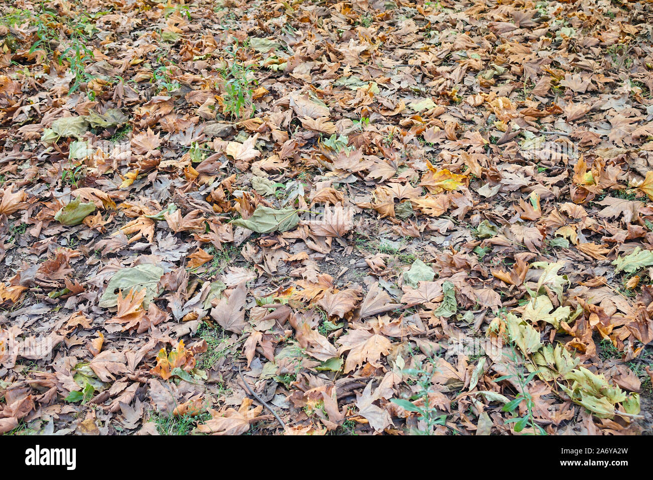 Background of fallen colourful plane tree leaves Stock Photo - Alamy
