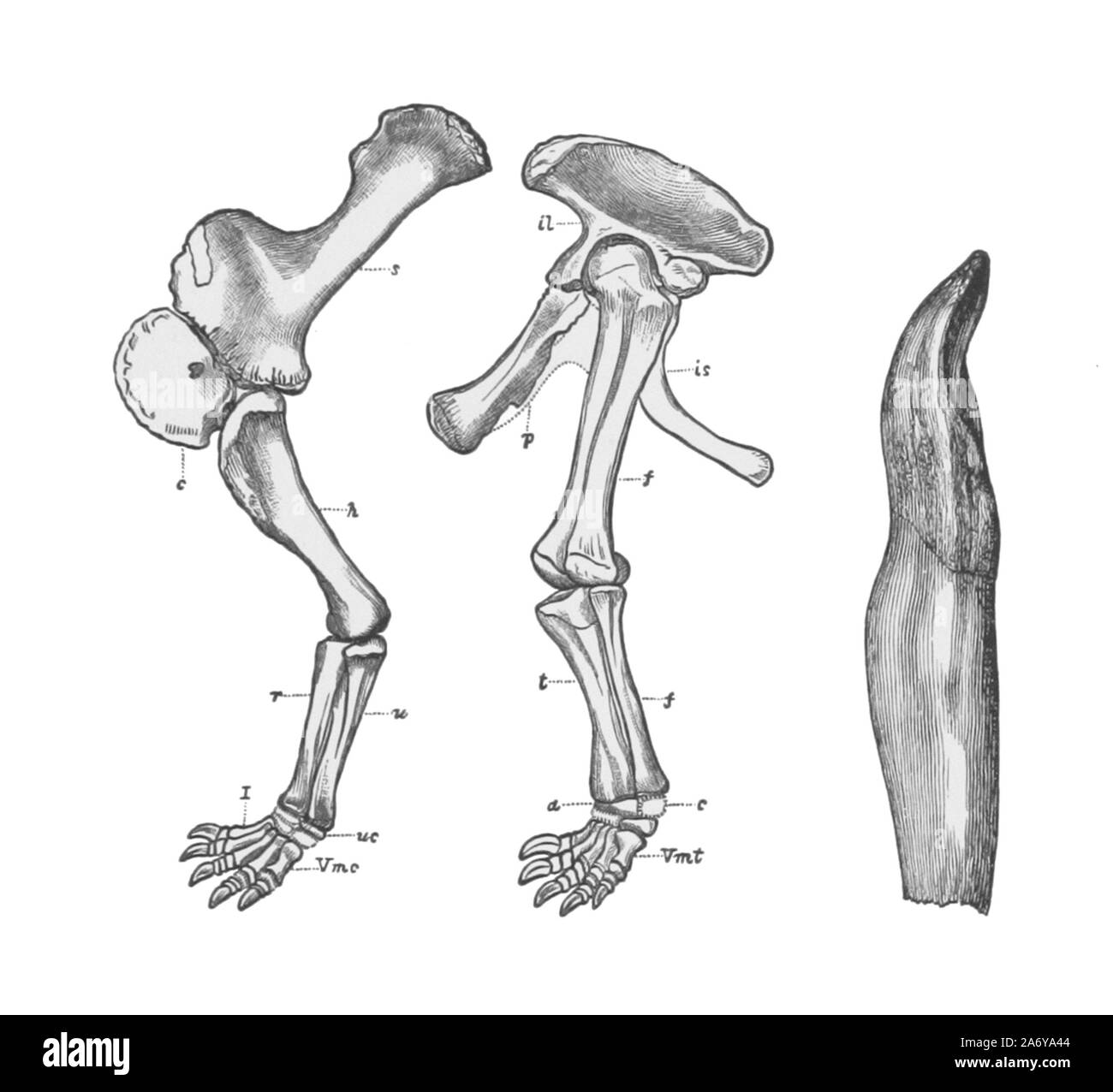 vintage illustration of an extinct animal Stock Photo - Alamy