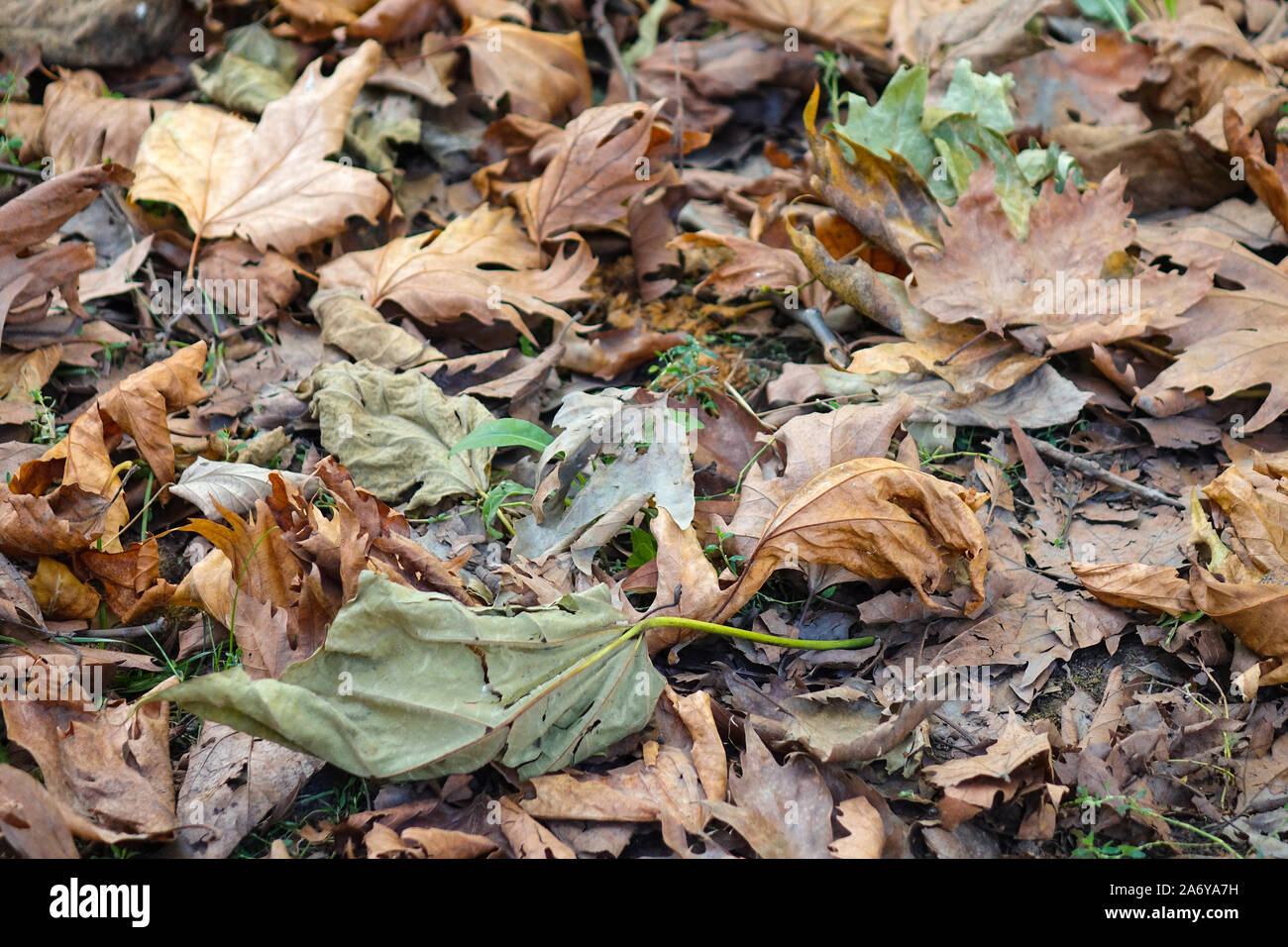 Plane tree leaves hi-res stock photography and images - Alamy