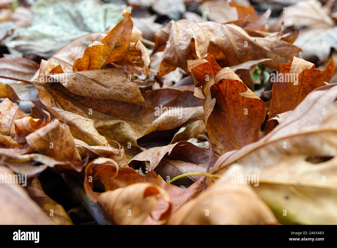 Background of fallen colourful plane tree leaves Stock Photo - Alamy