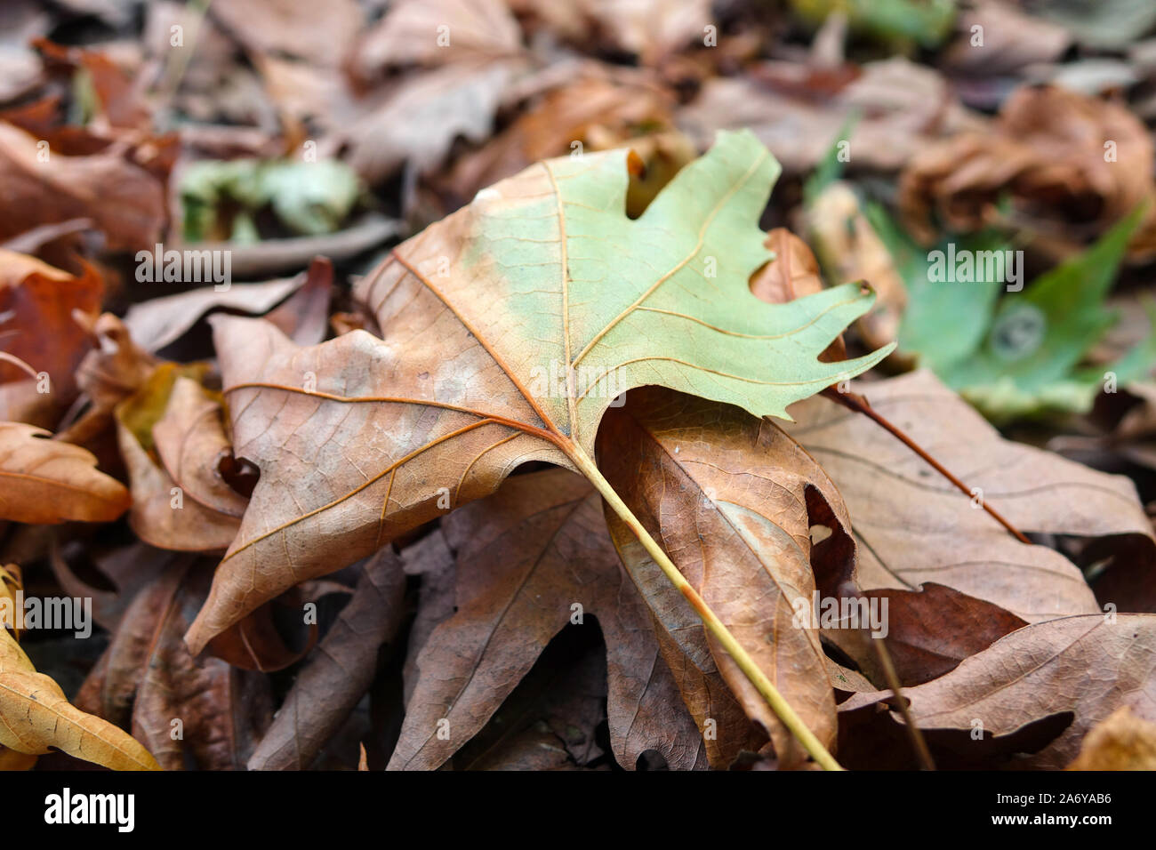 Background of fallen colourful plane tree leaves Stock Photo - Alamy