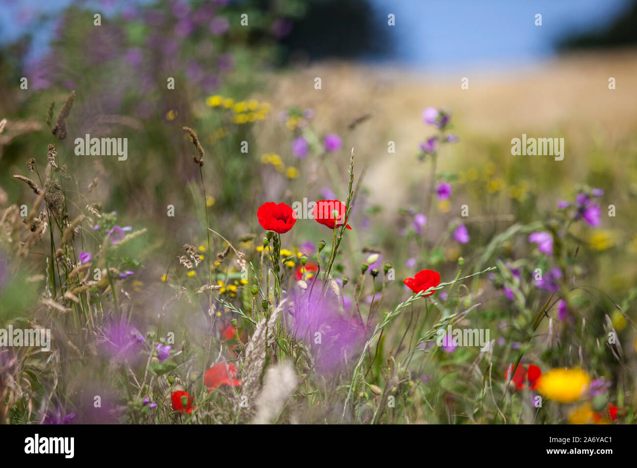 Wildblumen auf einer wiese hi-res stock photography and images - Alamy