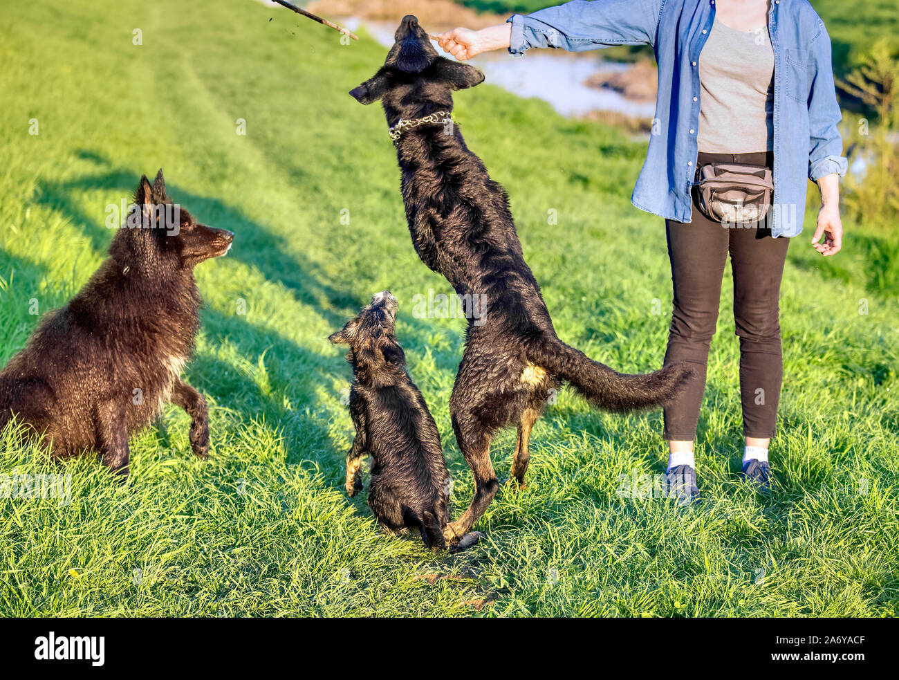 Woman with her three dogs Stock Photo - Alamy