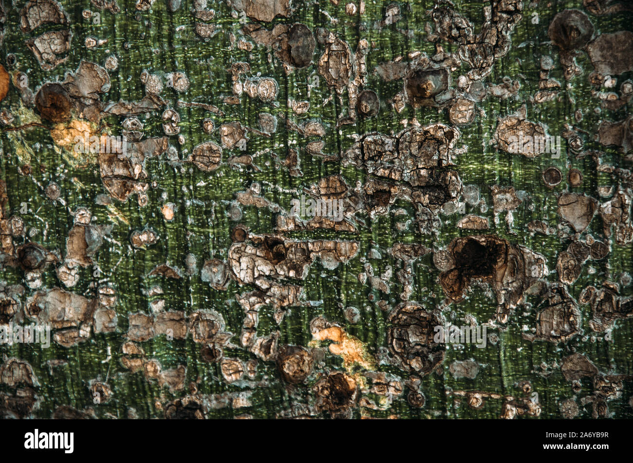 Tree texture hi-res stock photography and images - Alamy