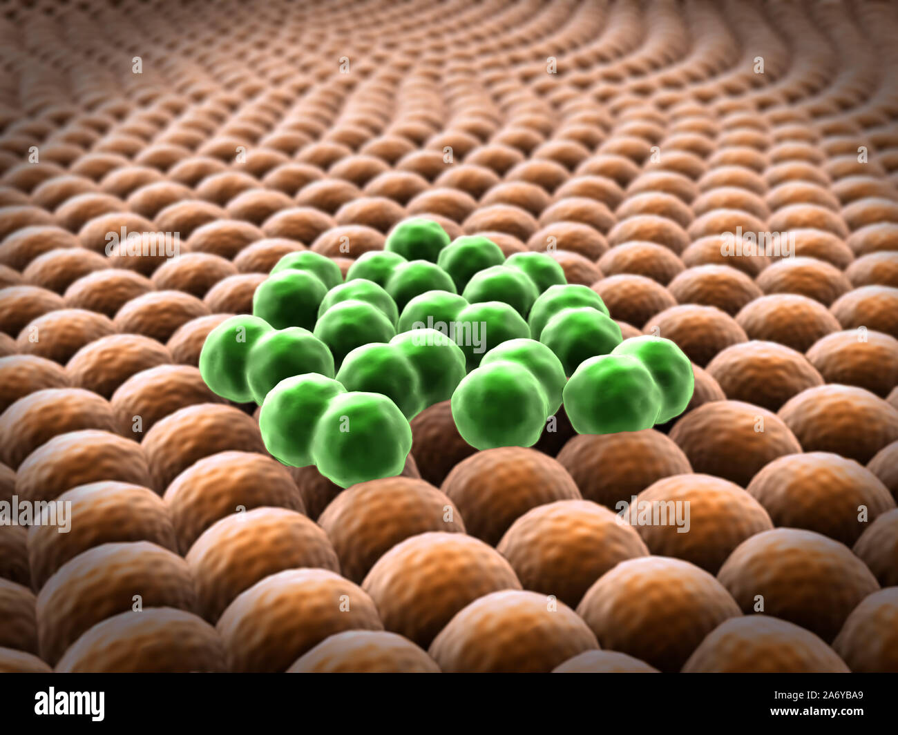 multiplication of cells, Microscopic image of cells, division of cancer ...