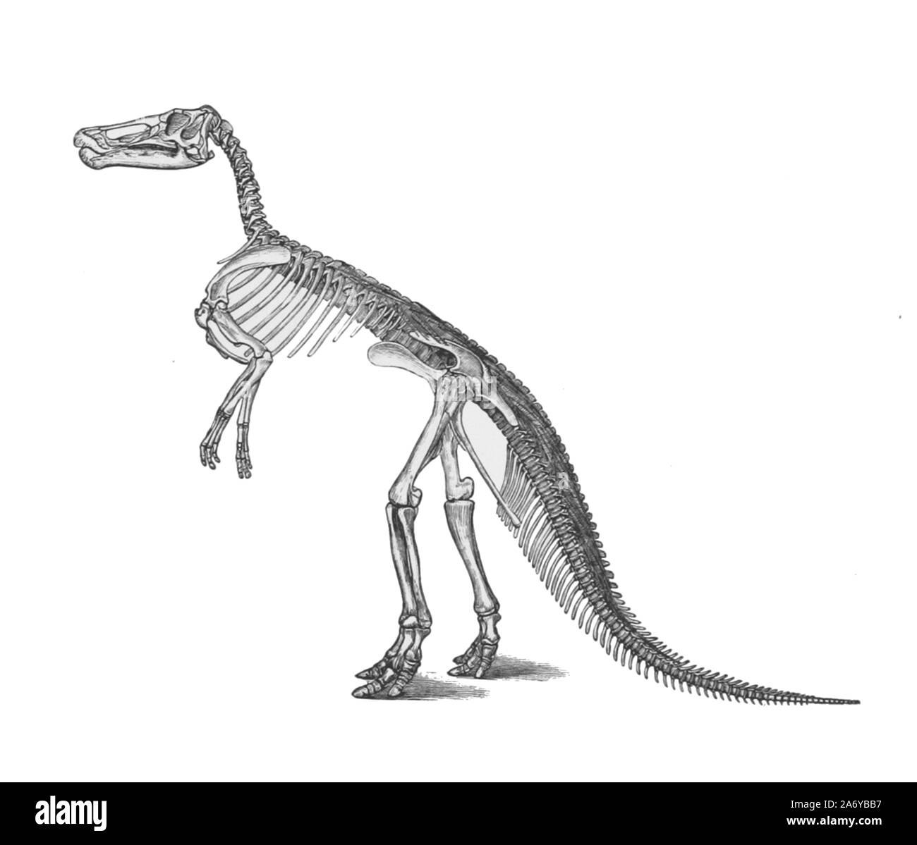 vintage illustration of an extinct animal Stock Photo - Alamy