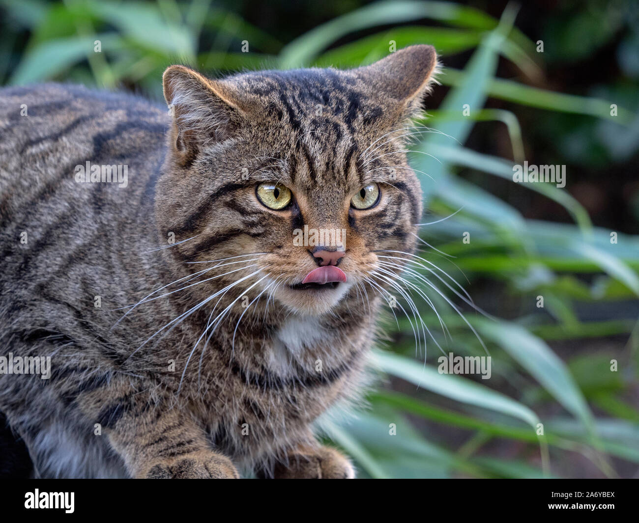 European wildcat Felis silvestris silvestris (captive Stock Photo - Alamy