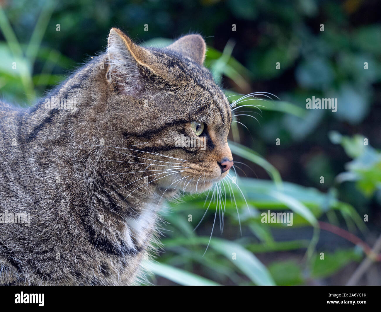 European wildcat Felis silvestris silvestris (captive Stock Photo - Alamy