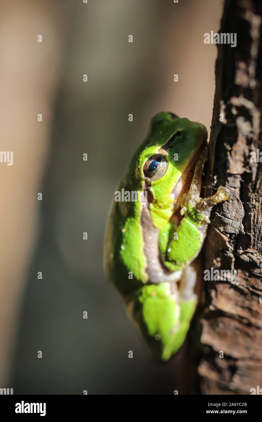 Single European tree frog (Hyla arborea) on the branch Stock Photo - Alamy