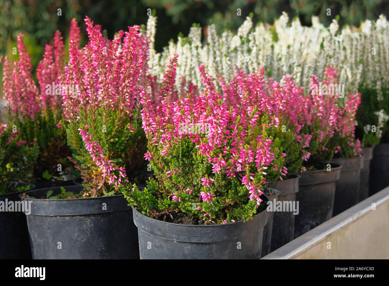 Seedlings of pink and white heather bushes in pots in garden store ...