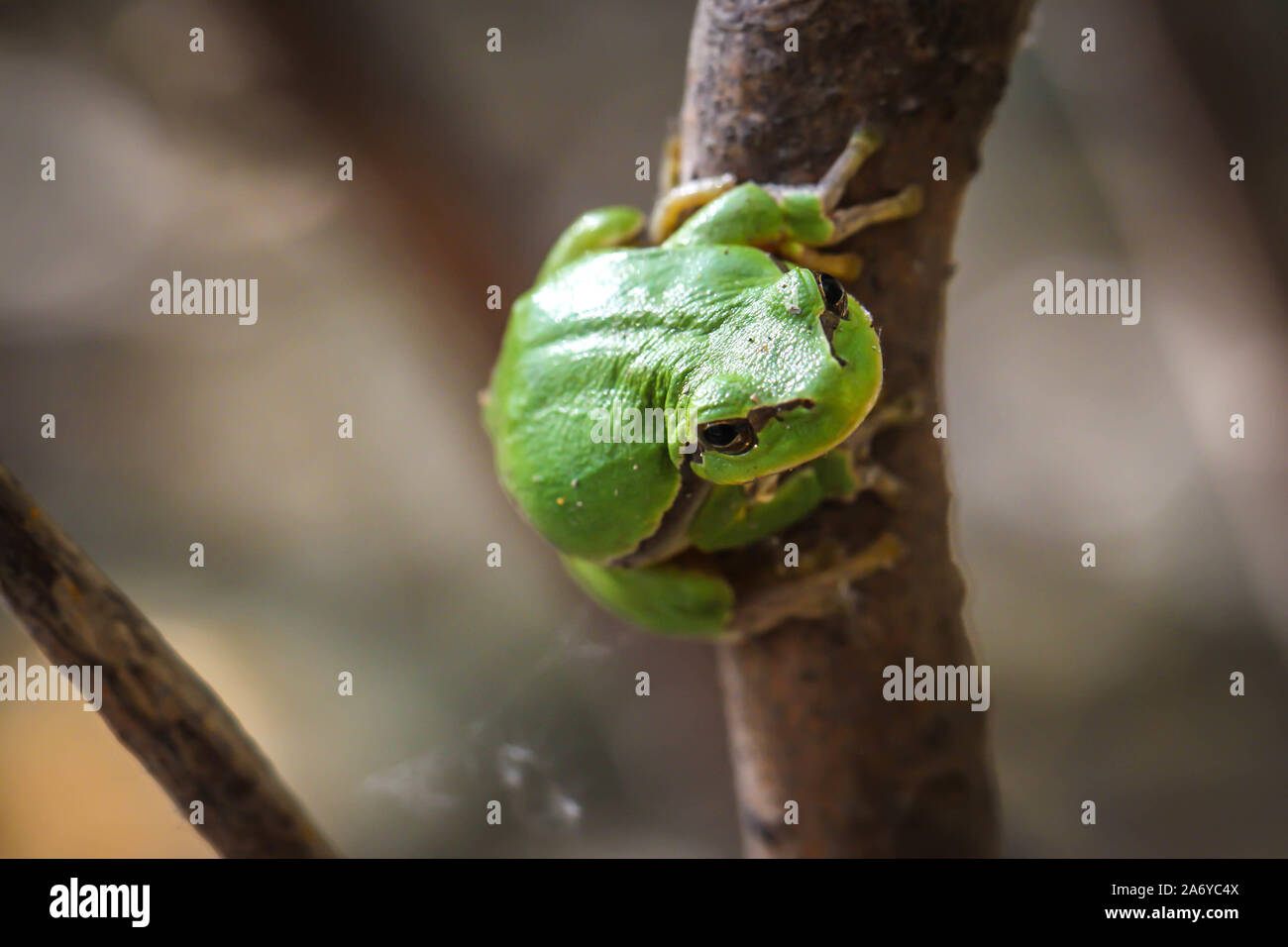Single common tree frog hi-res stock photography and images - Alamy