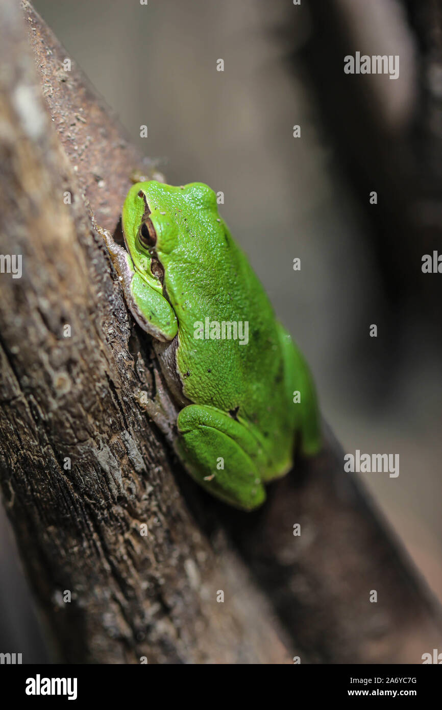Single European tree frog (Hyla arborea) on the branch Stock Photo - Alamy