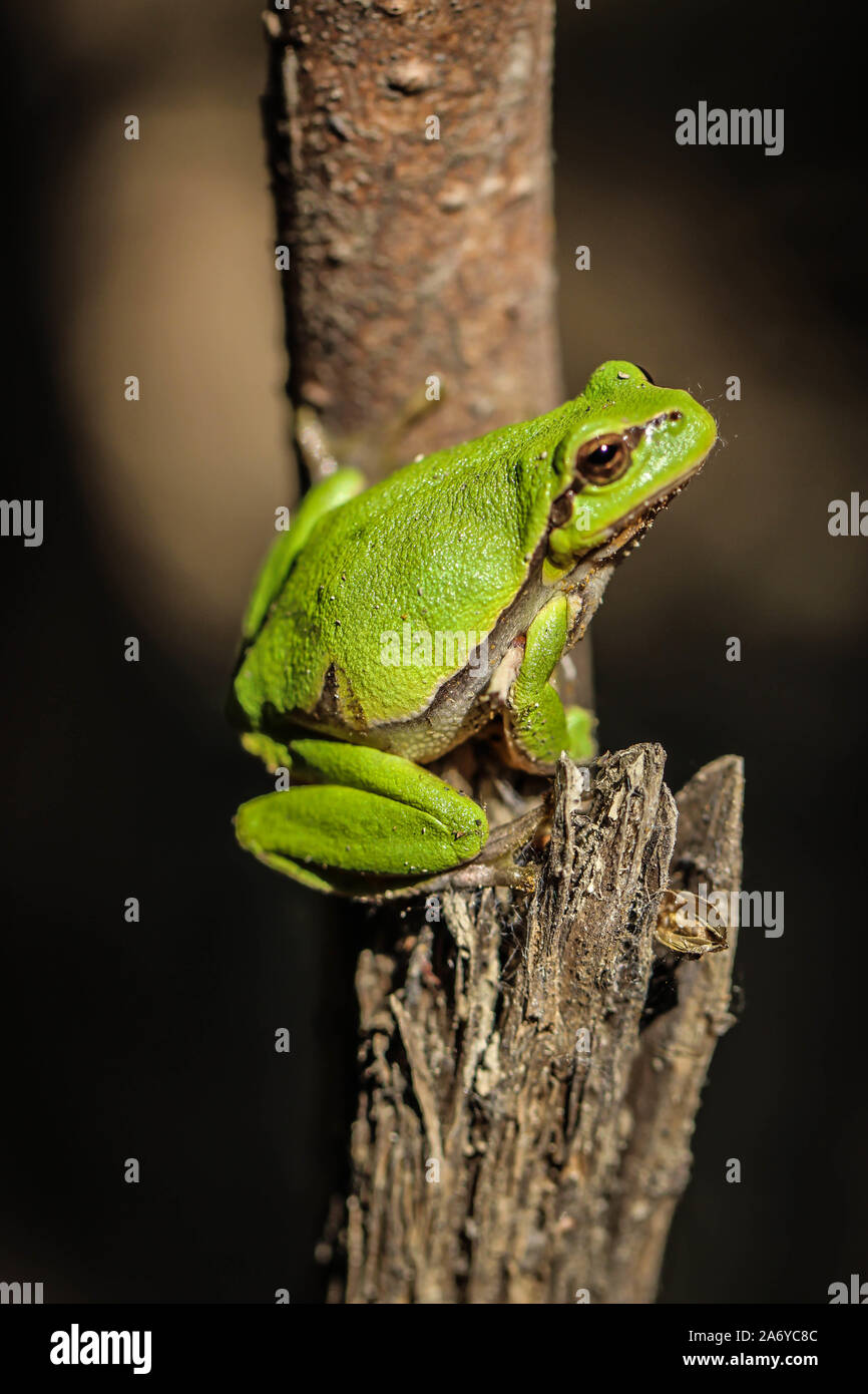 Single European tree frog (Hyla arborea) on the branch Stock Photo - Alamy