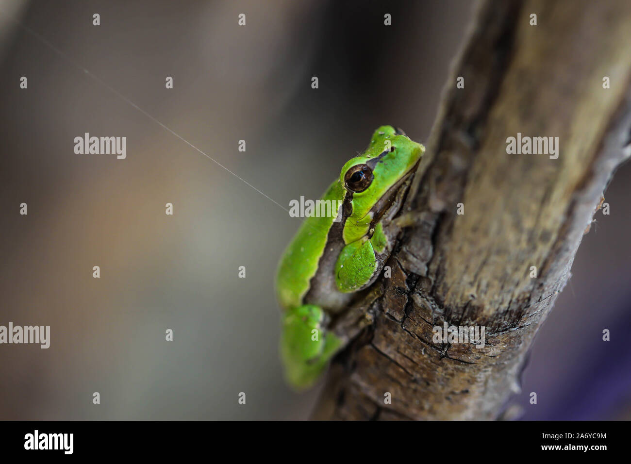 Single European tree frog (Hyla arborea) on the branch Stock Photo - Alamy