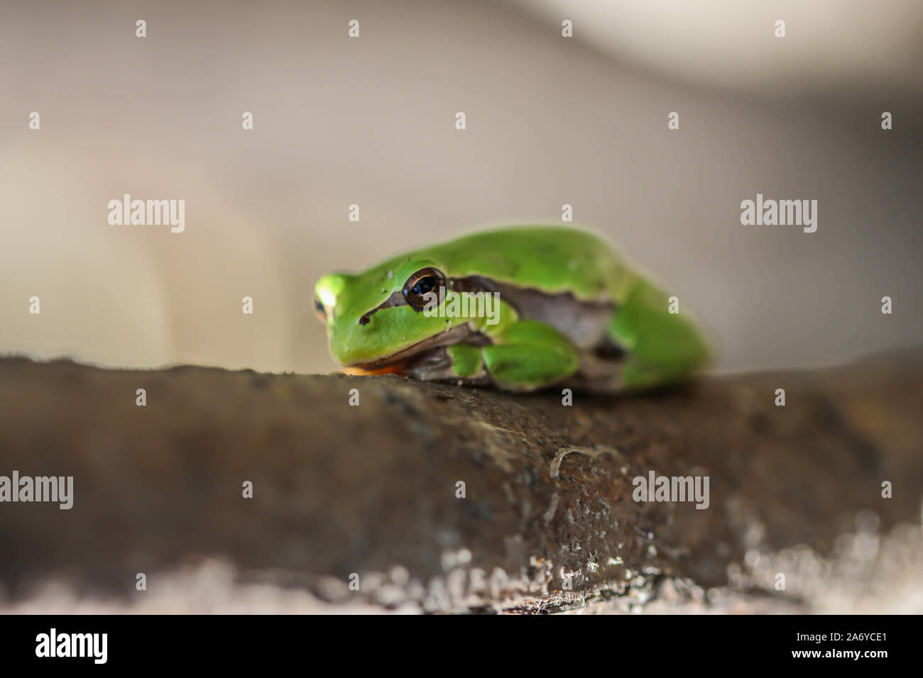 Single European tree frog (Hyla arborea) on the branch Stock Photo - Alamy