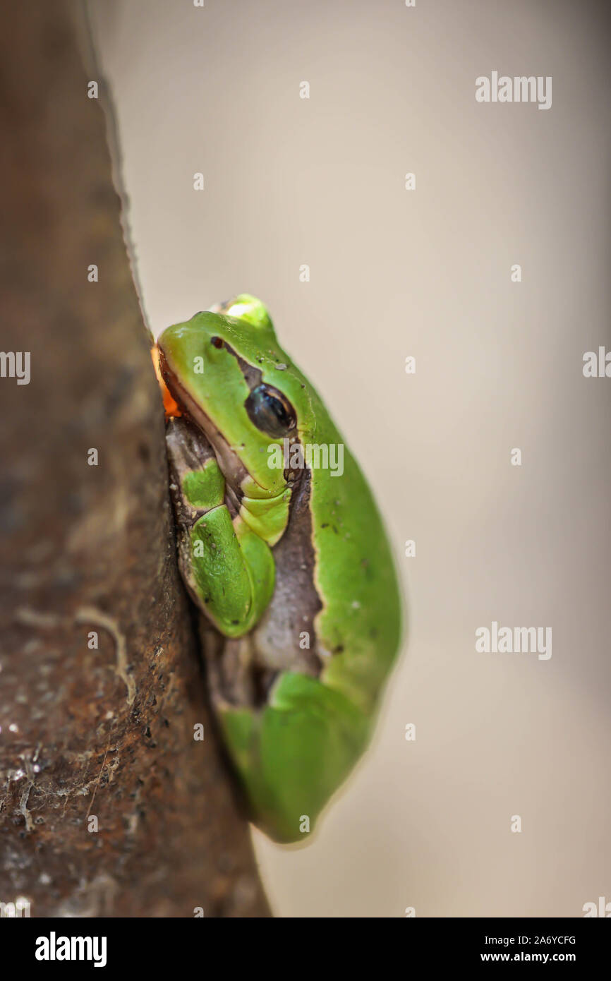 Pancevacki rit hi-res stock photography and images - Alamy